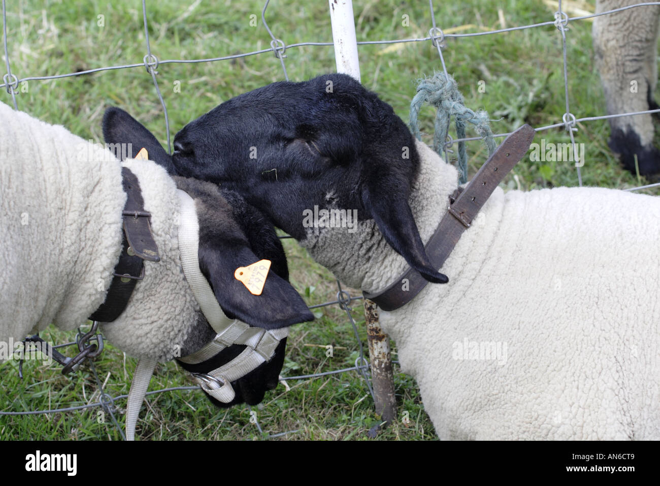 Hampshire down sheep hi-res stock photography and images - Alamy