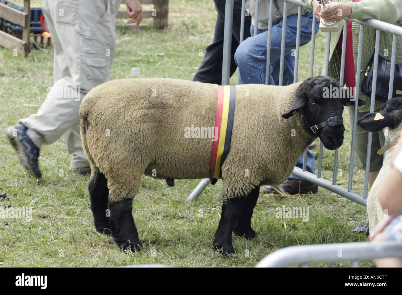 Prizewinning sheep hi-res stock photography and images - Alamy
