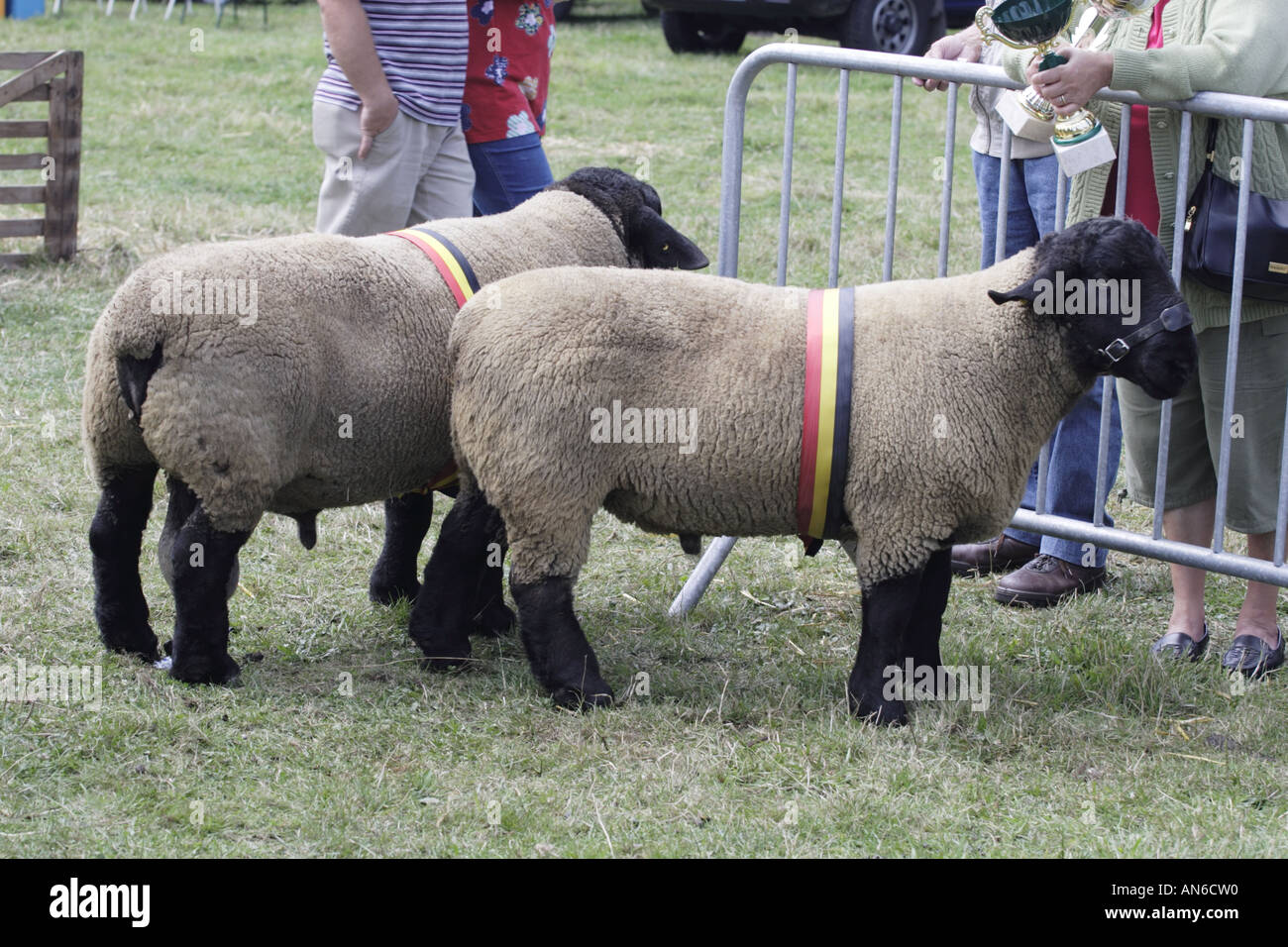 Hampshire down sheep hi-res stock photography and images - Alamy