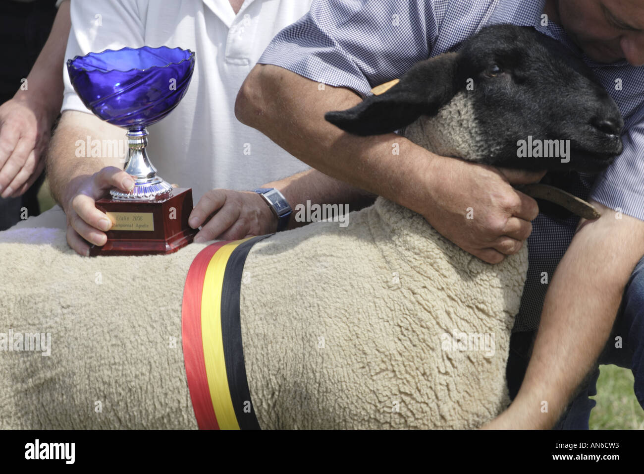 Prize winning sheep hi-res stock photography and images - Alamy