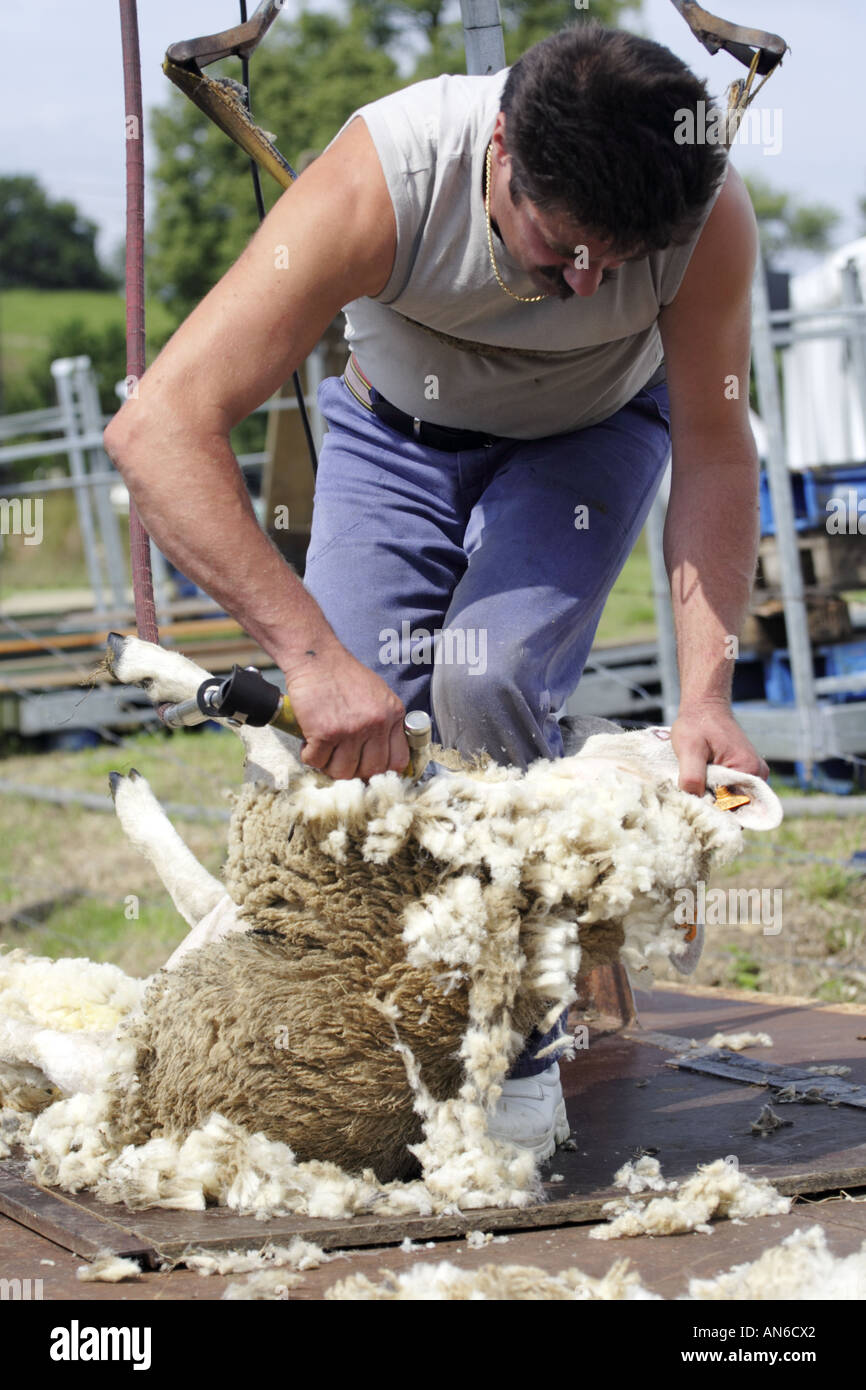 Man shearing a sheep whilst strapped into a harness from which he is ...