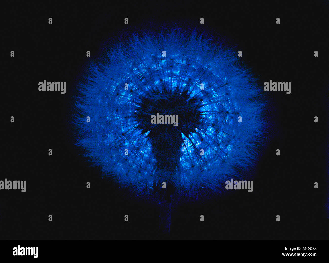 Blue dandelion hi-res stock photography and images - Alamy
