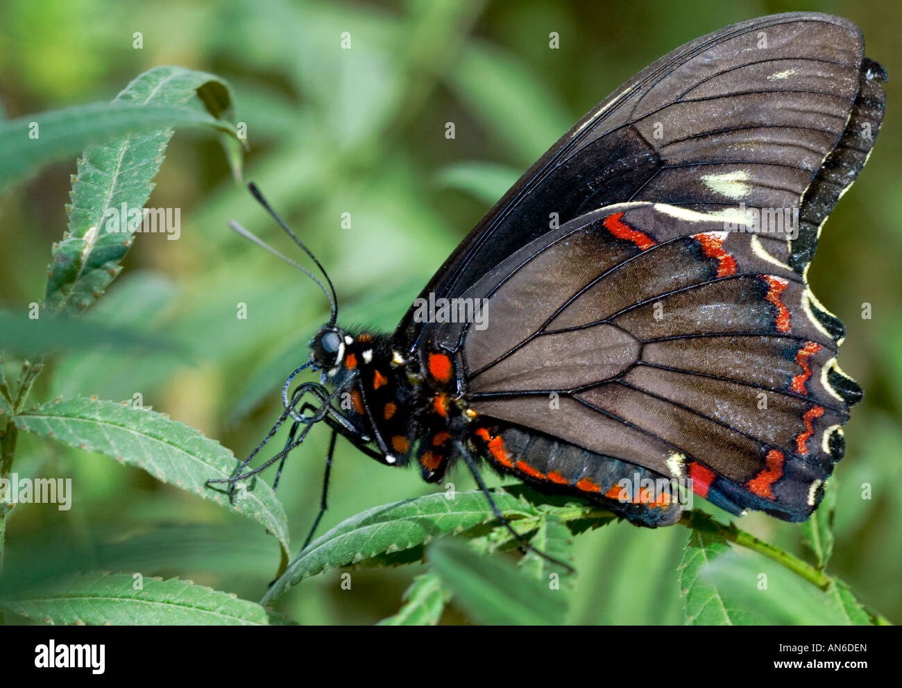 A Zebra Longwing Butterfly, Heliconius charitonius Stock Photo - Alamy