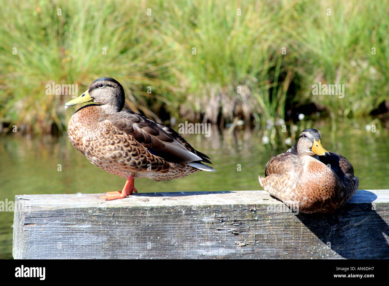 two Mallard ducks sitting and standing on a pole above water Bavaria ...