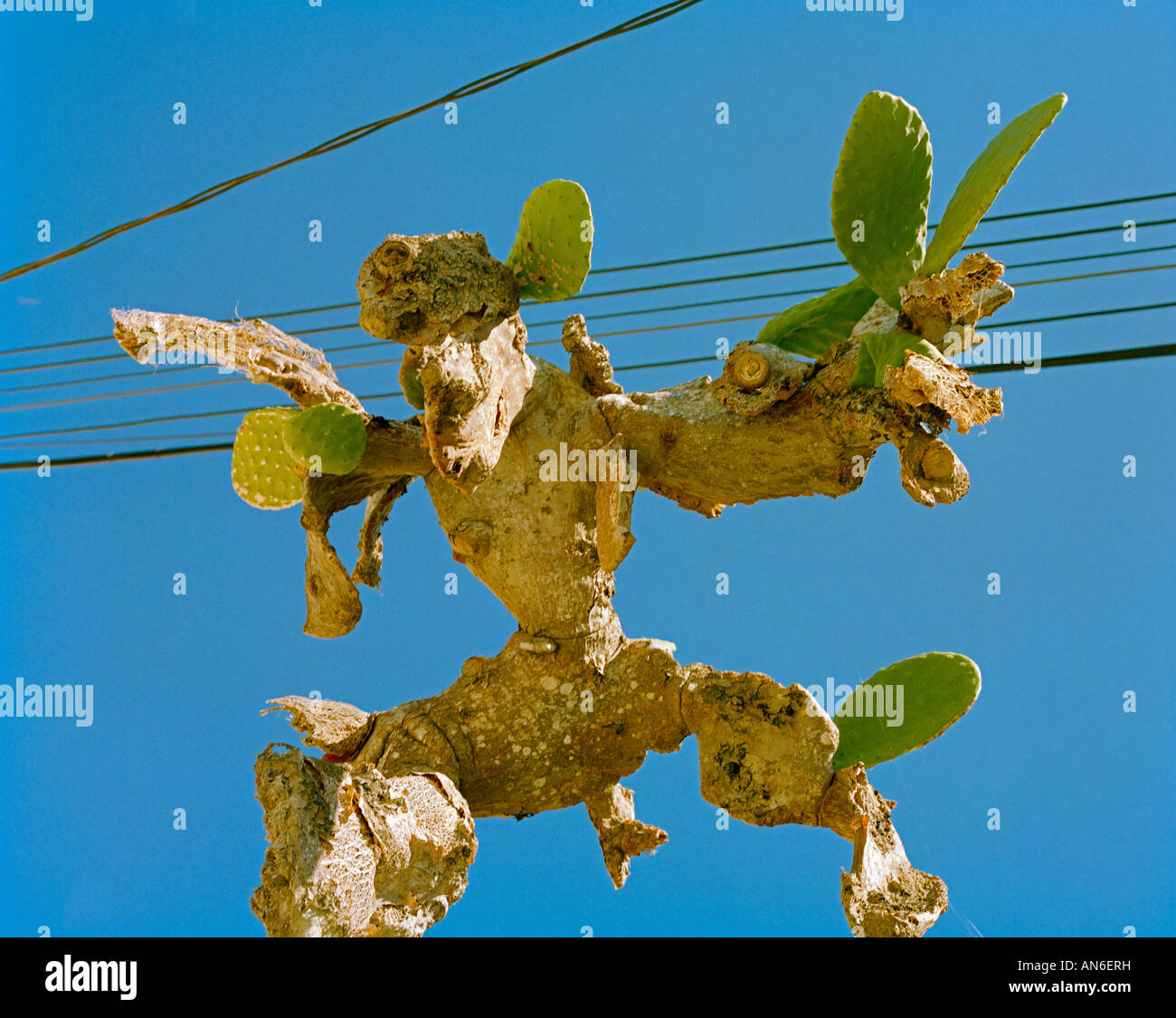 Monster kaktus hi-res stock photography and images - Alamy