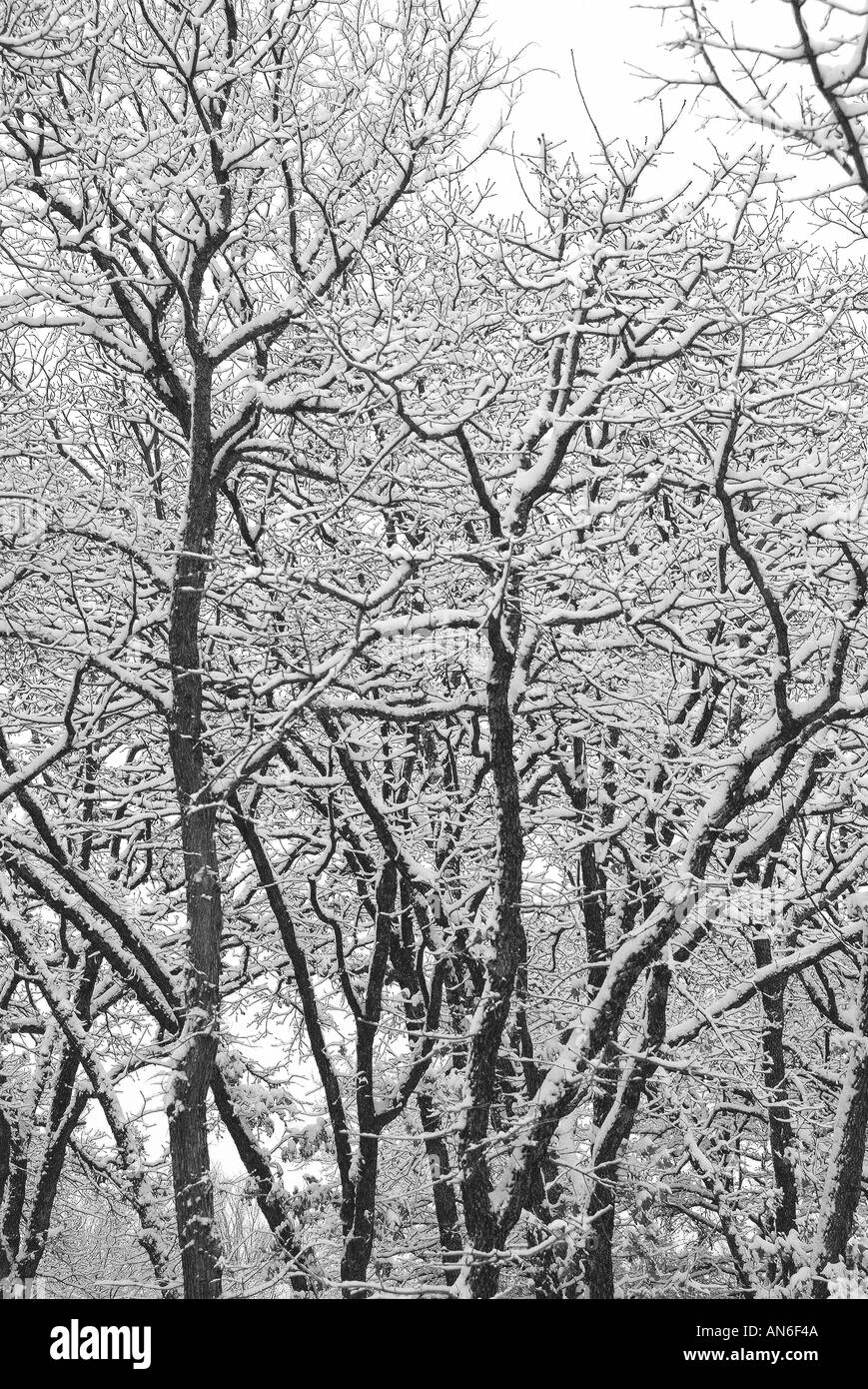 Snowy winter day in the forest Black and White Stock Photos & Images ...