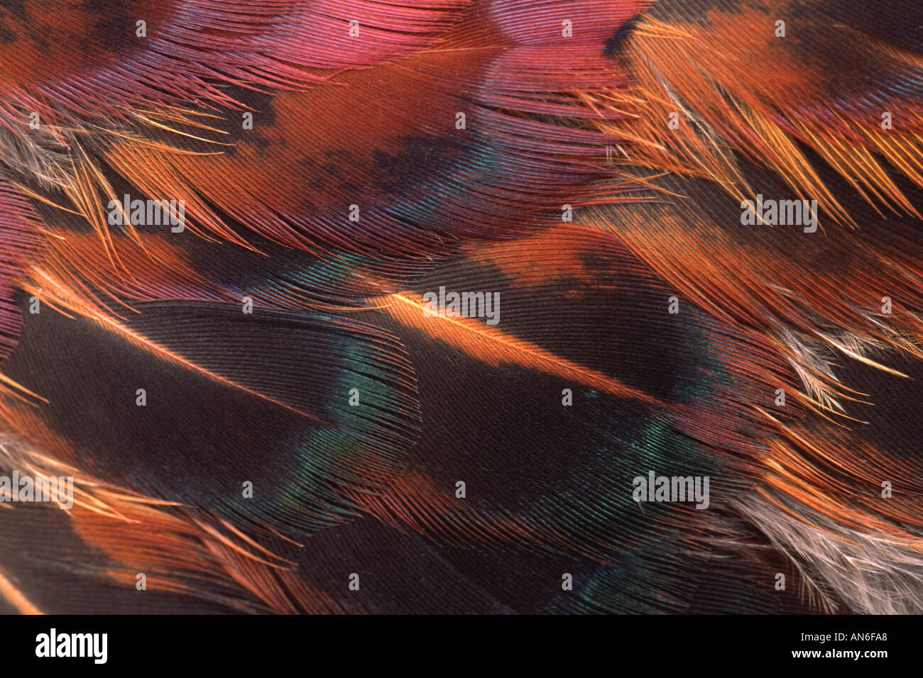 Plumage patterns hi-res stock photography and images - Alamy