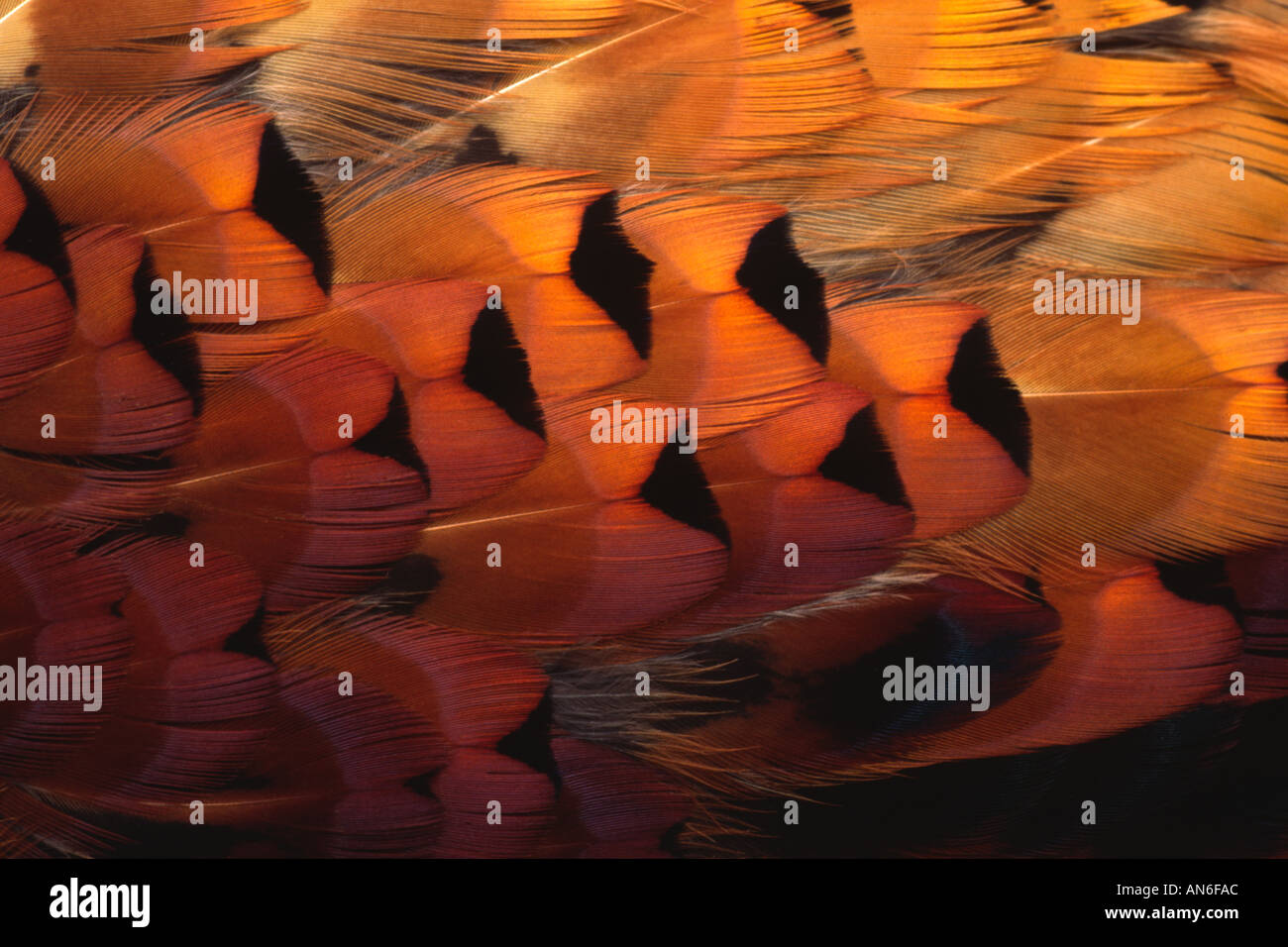 Plumage patterns hi-res stock photography and images - Alamy