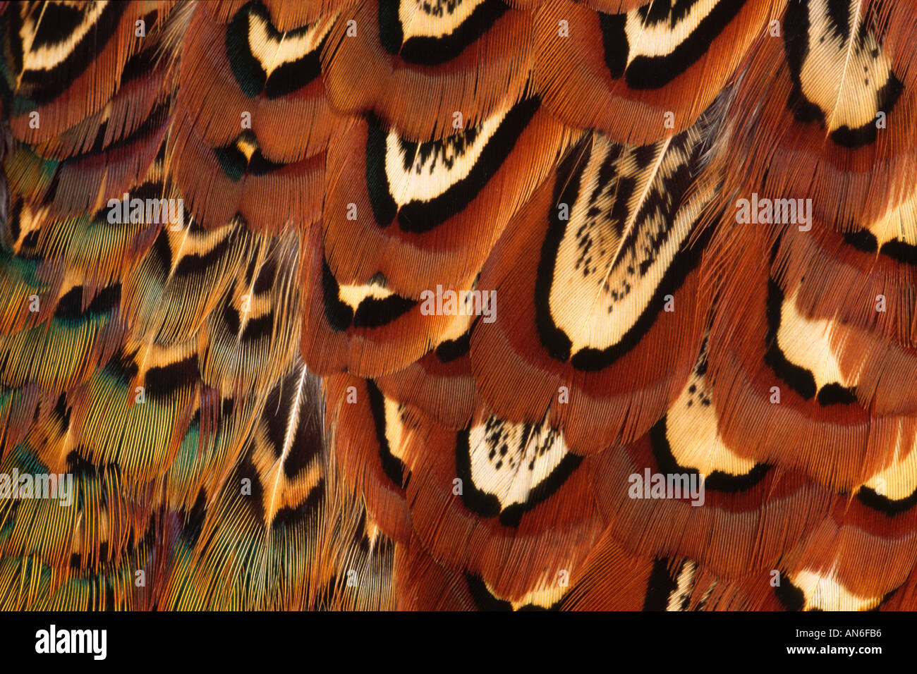 Plumage patterns hi-res stock photography and images - Alamy