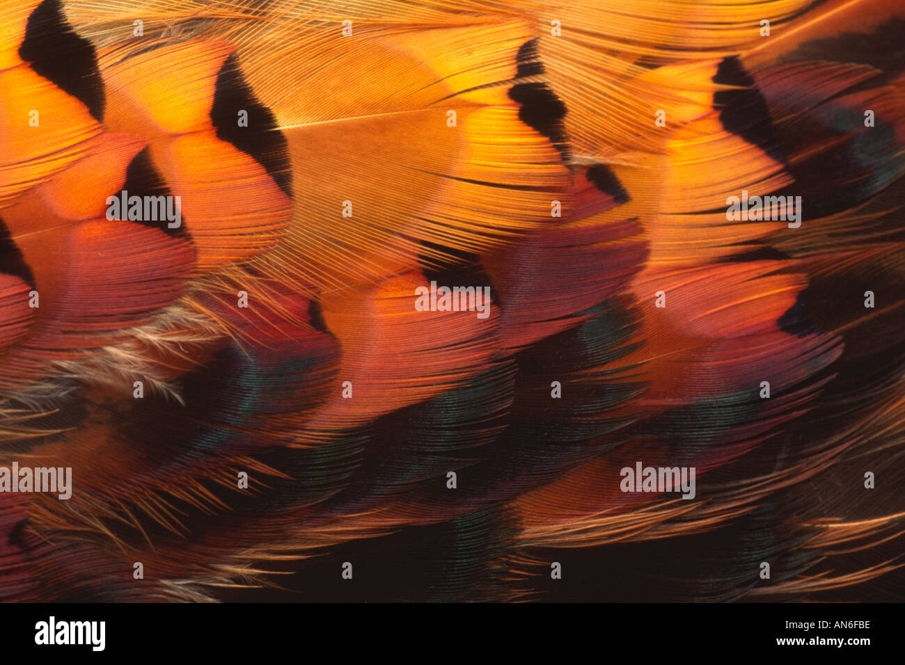 Plumage patterns hi-res stock photography and images - Alamy