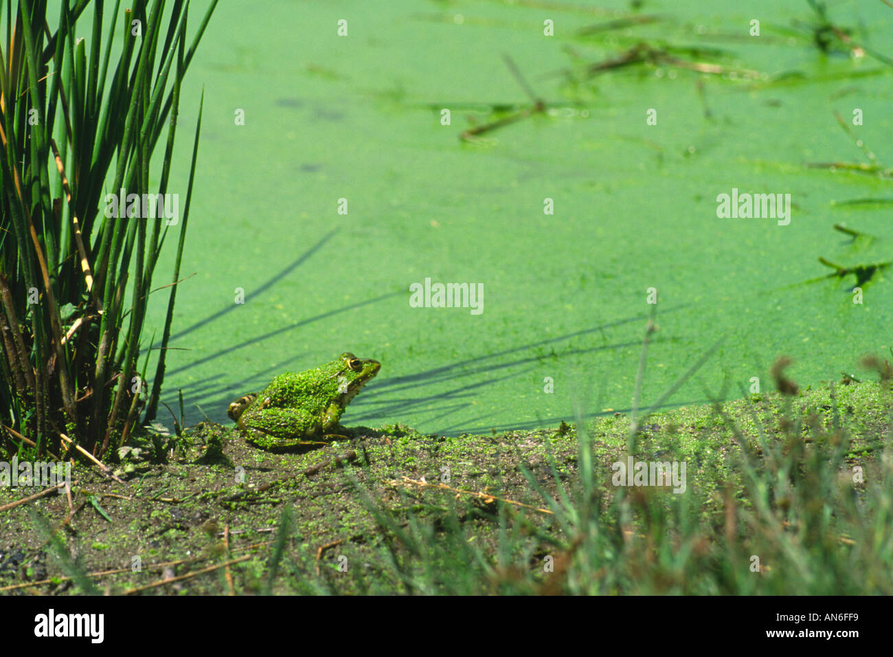 Common frog rana temporaria at pond side covered with weed Stock Photo ...