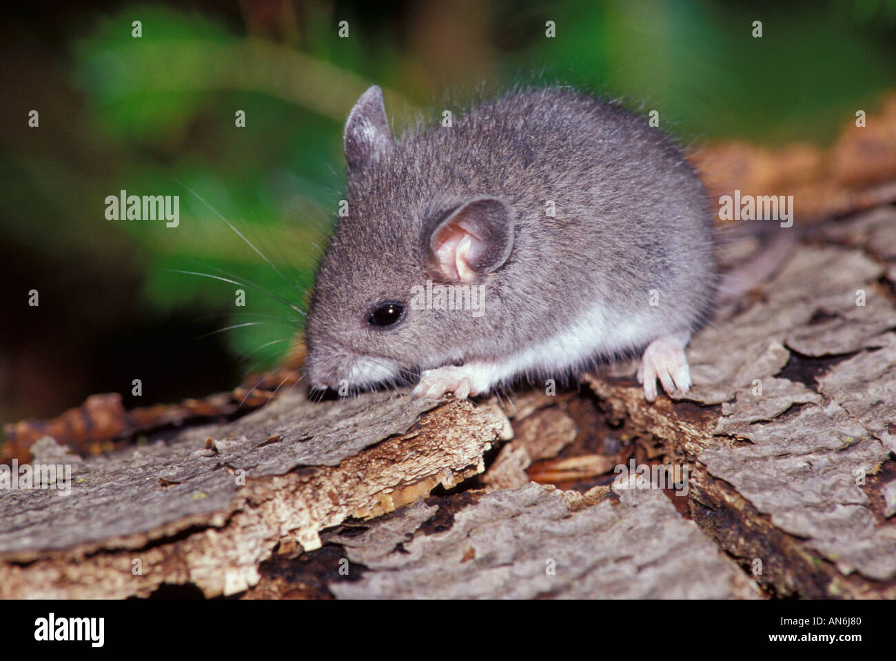 Deer Mouse Peromyscus maniculatus Canada Stock Photo - Alamy