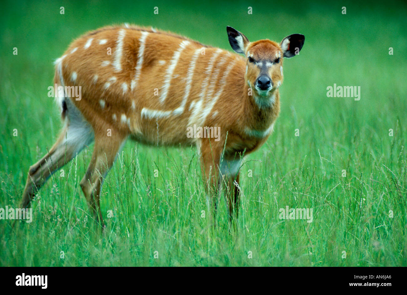 Aquatic antelope hi-res stock photography and images - Alamy