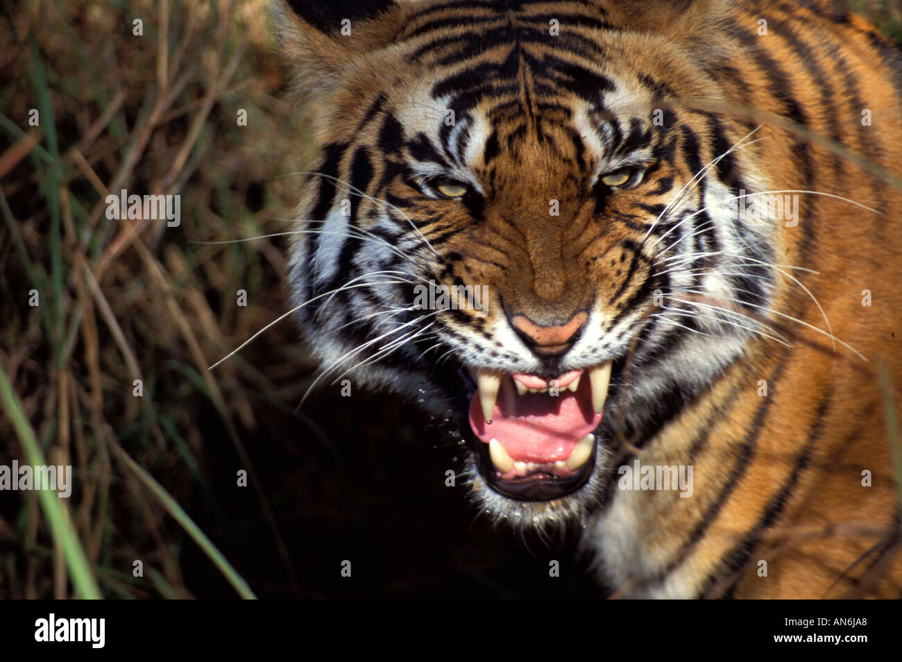 Bengal tiger Panthera tigris male snarling Kanha National Park India ...