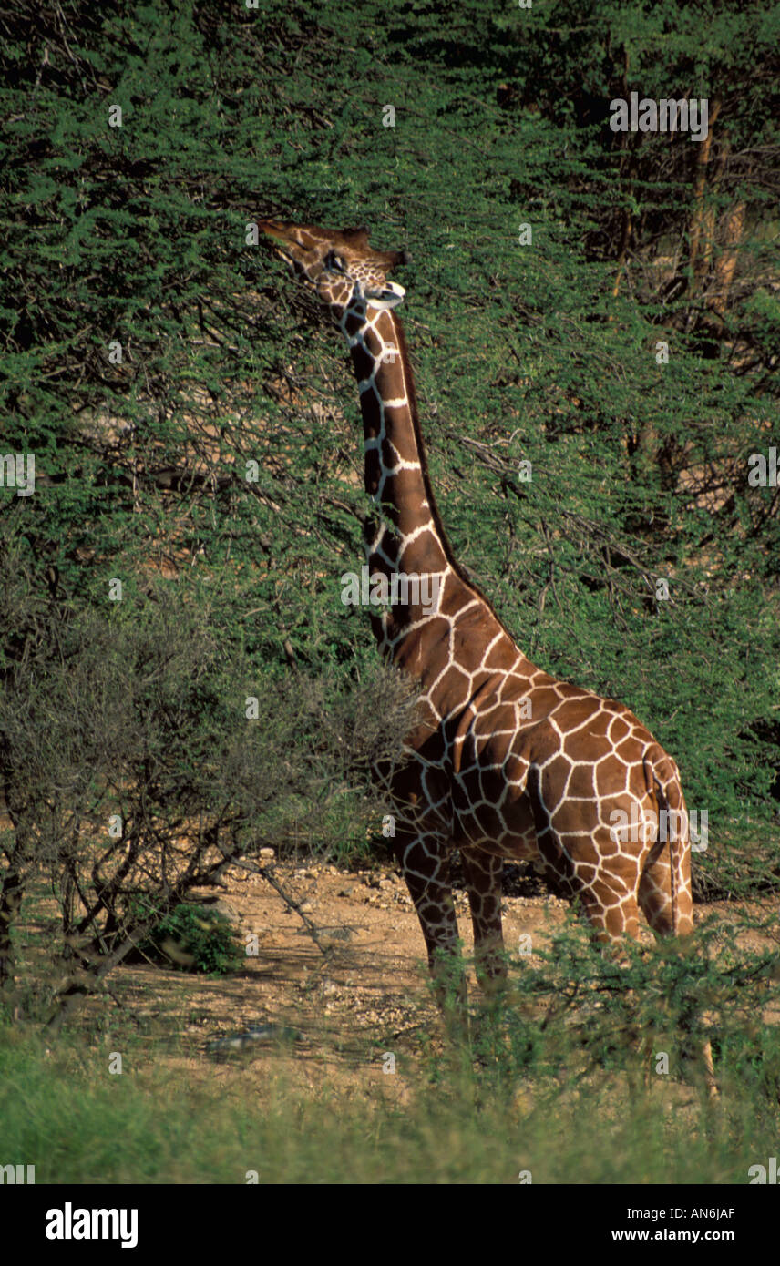 Reticulated giraffe Giraffa reticulata Samburu Game Reserve National ...