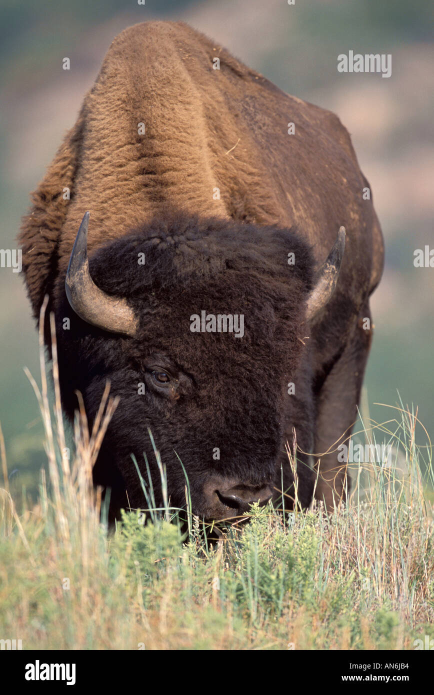 Buffalo hump hi-res stock photography and images - Alamy