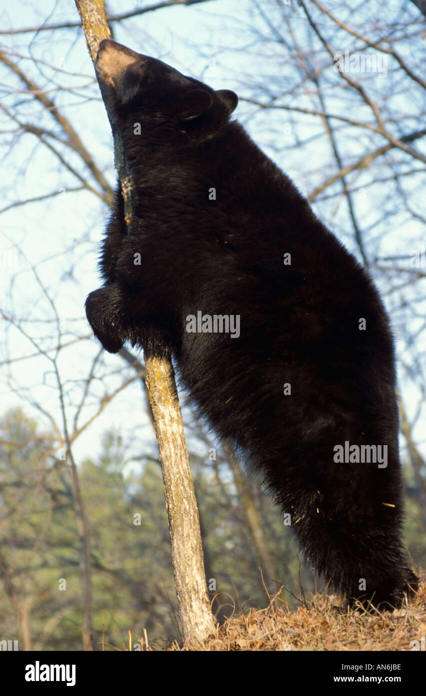 Bear tree rubbing hi-res stock photography and images - Alamy