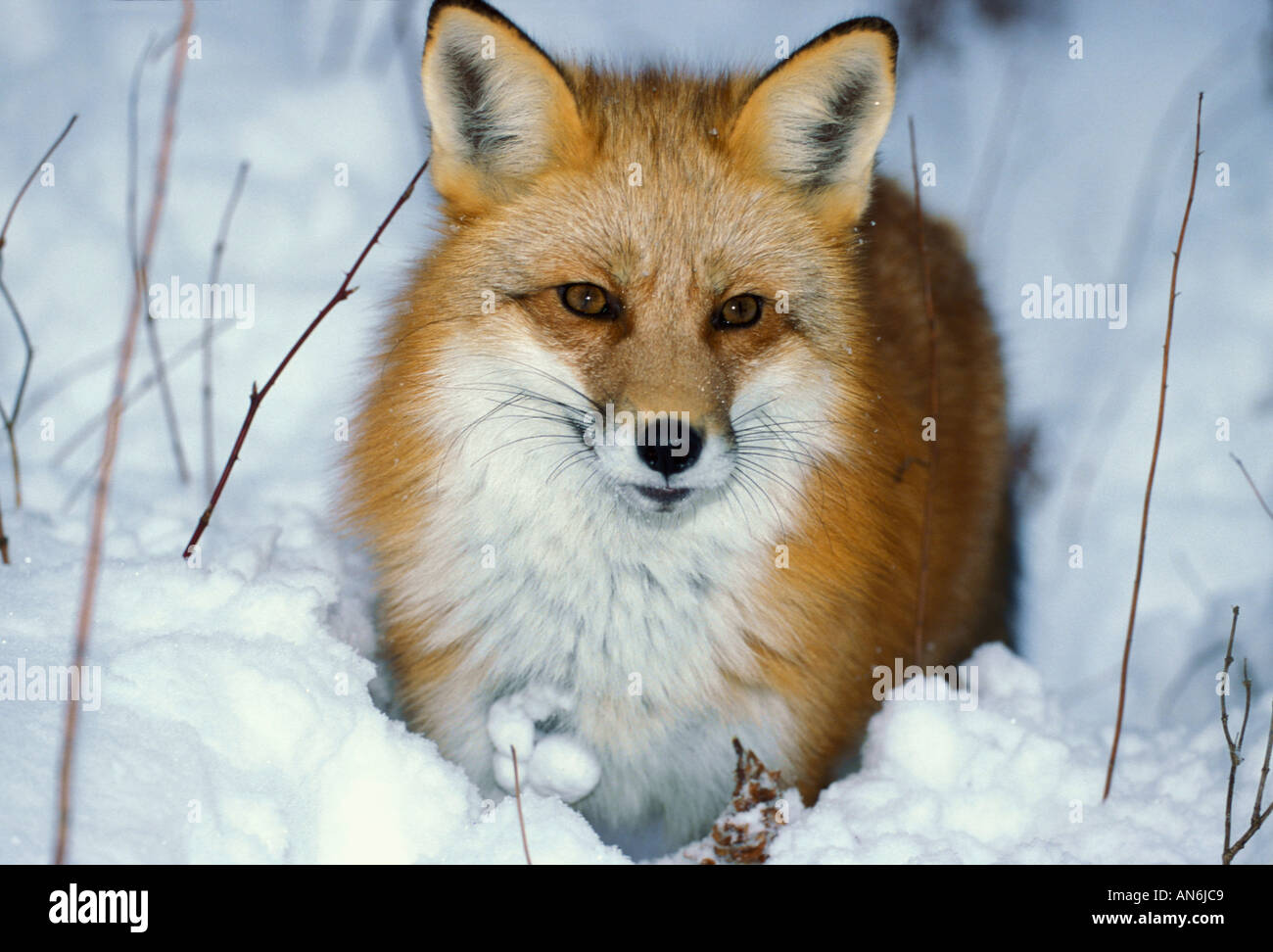 Red fox behaviour hi-res stock photography and images - Alamy