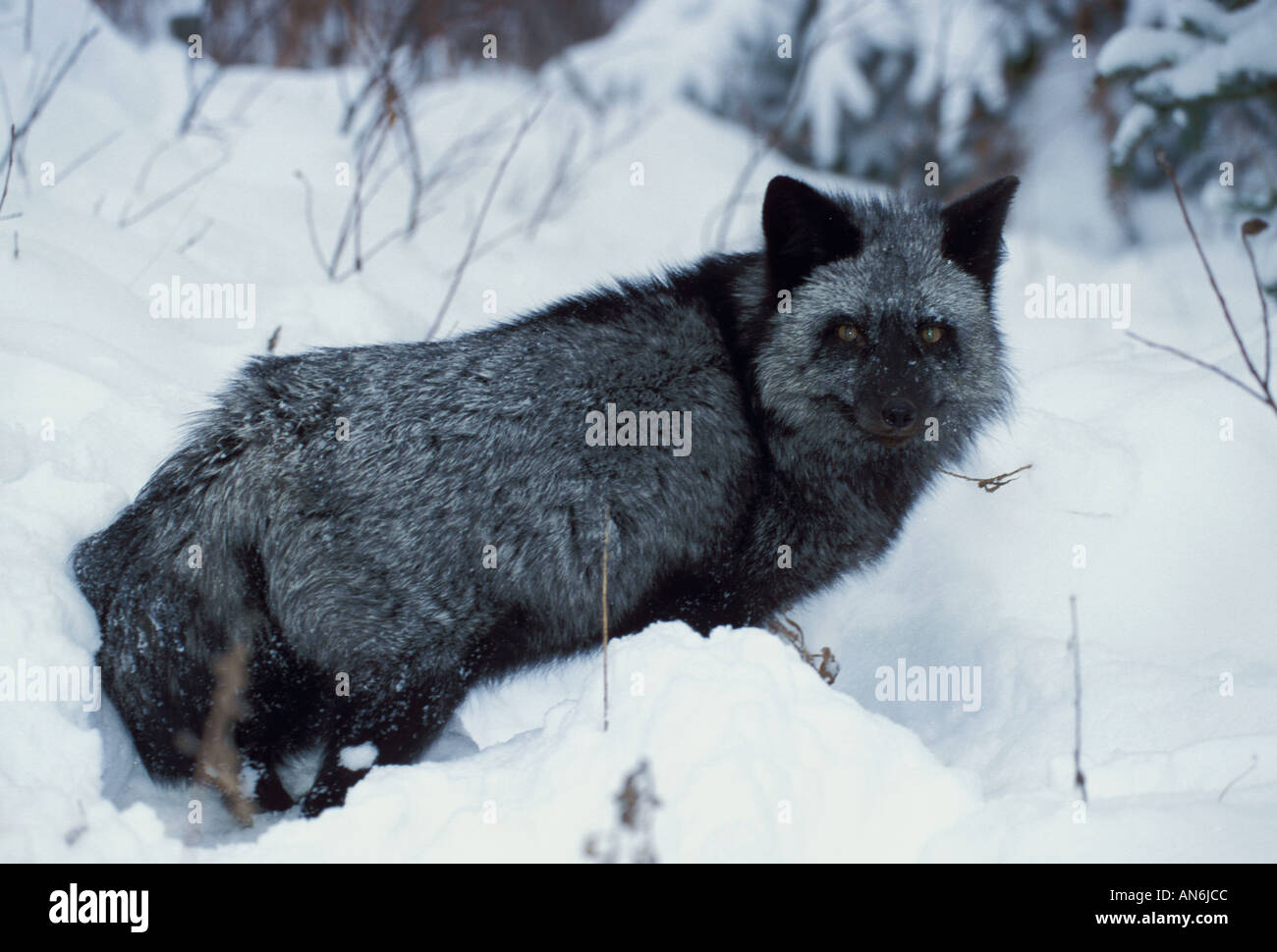 Red Fox Vulpes fulva Minnesota USA Stock Photo - Alamy