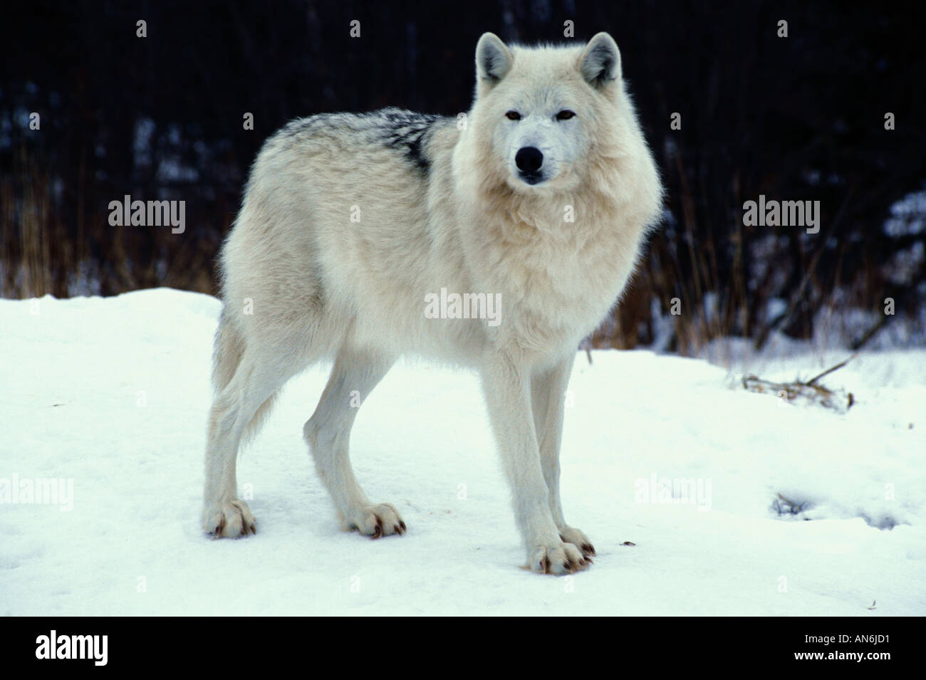 White wolf hi-res stock photography and images - Alamy