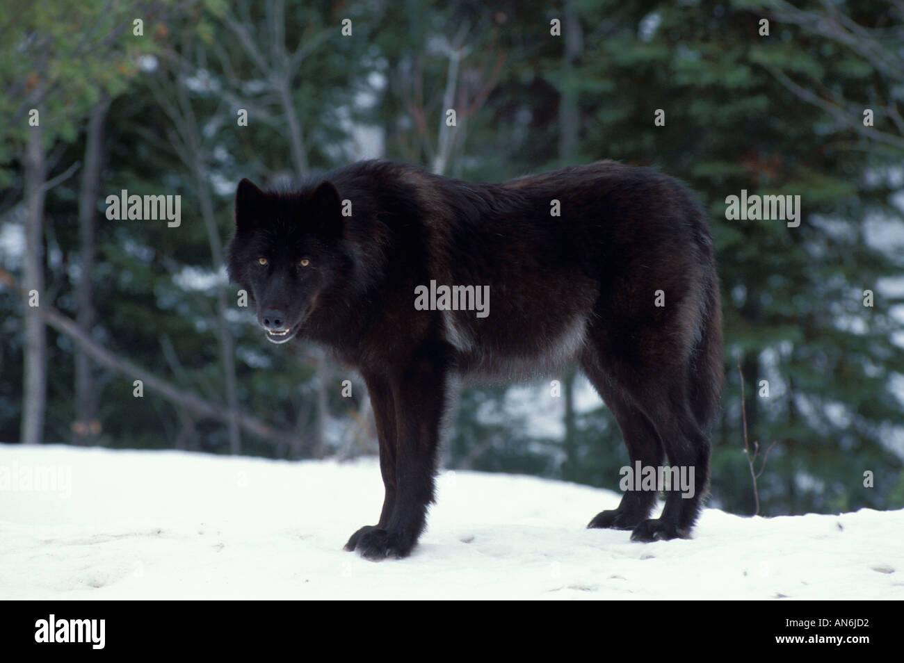 Black Arctic Wolves Three Black Wolves Stock Photos, Royalty Free