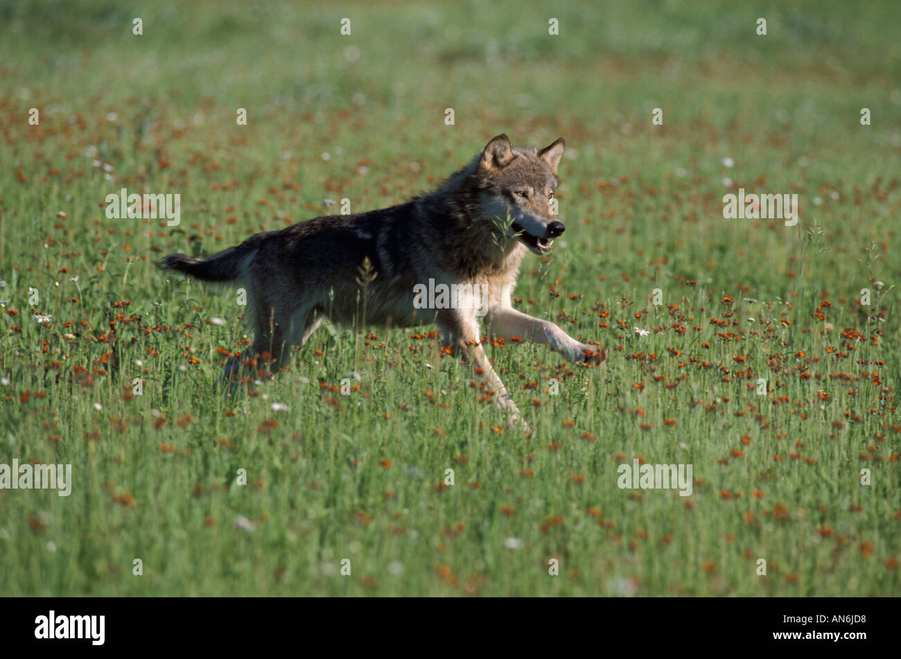 Timber or Grey Wolf Canis lupus male running across meadow Minnesota ...