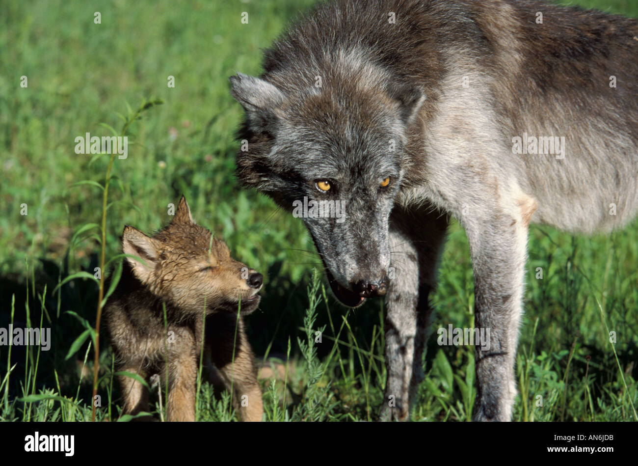 Timber or Grey Wolf Canis lupus female and young 7 week old cub USA ...