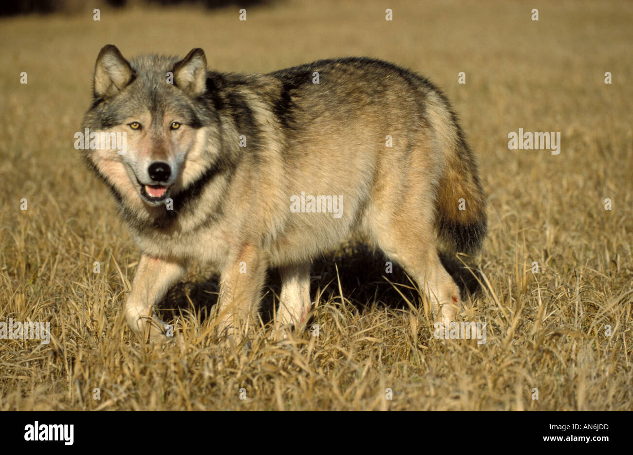 Timber or Grey Wolf Canis Lupus Minnesota USA Stock Photo - Alamy
