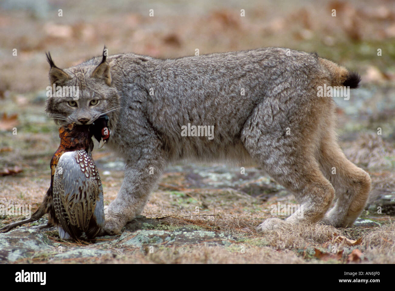 Lynx Lynx canadensis Minnesota USA Stock Photo - Alamy