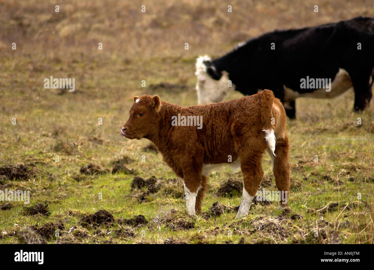 Young Calf, Wester Ross, Scottish Highlands Stock Photo - Alamy