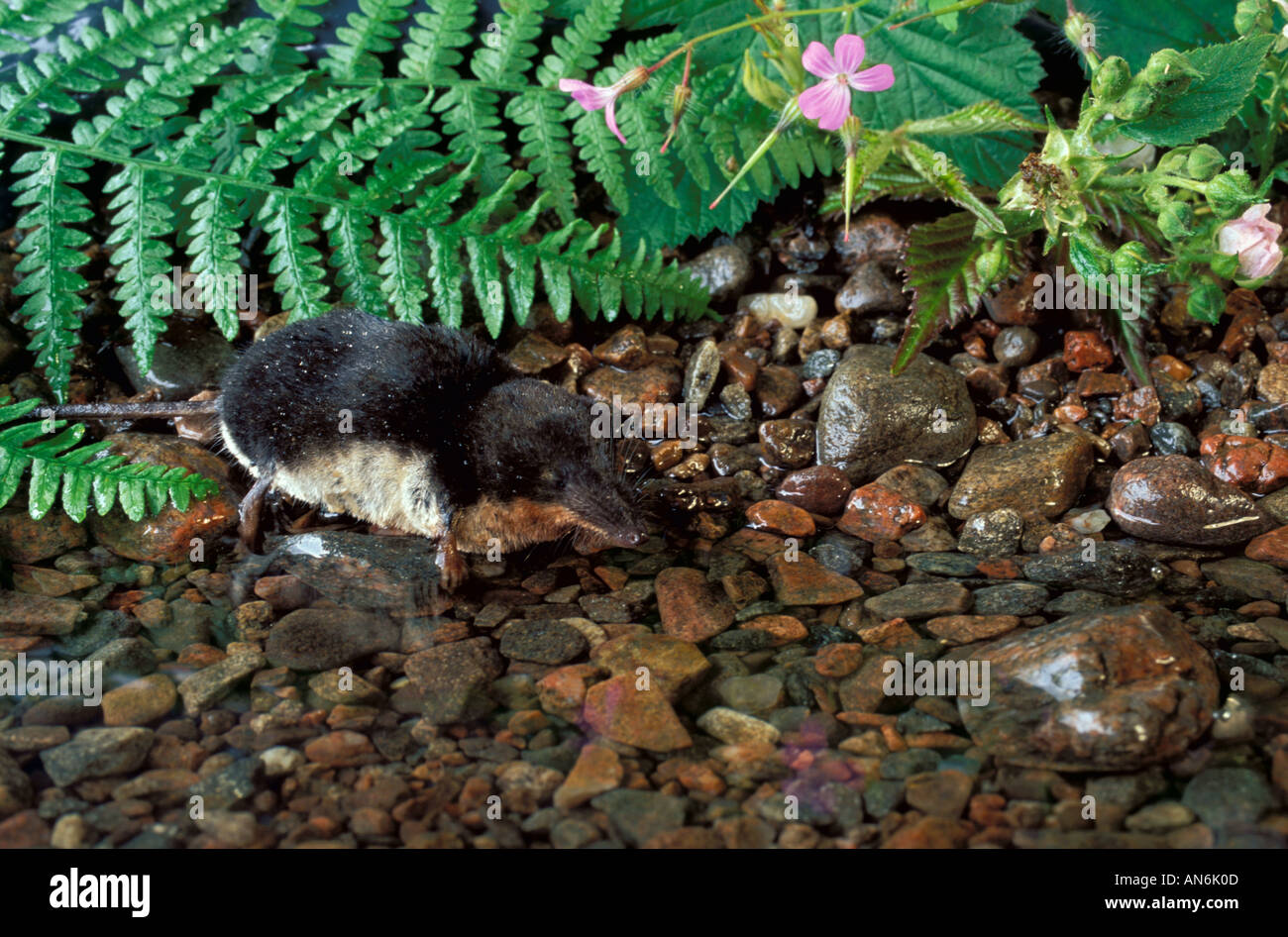 Shrew feeding hi-res stock photography and images - Alamy