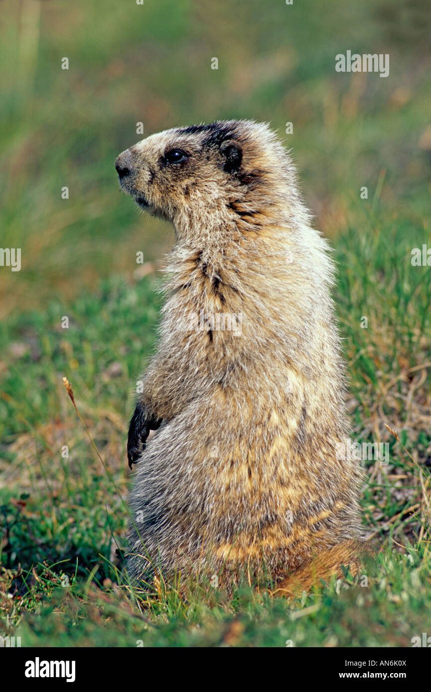 Hoary Marmot Marmota caligata Denali National Park ALASKA United States ...