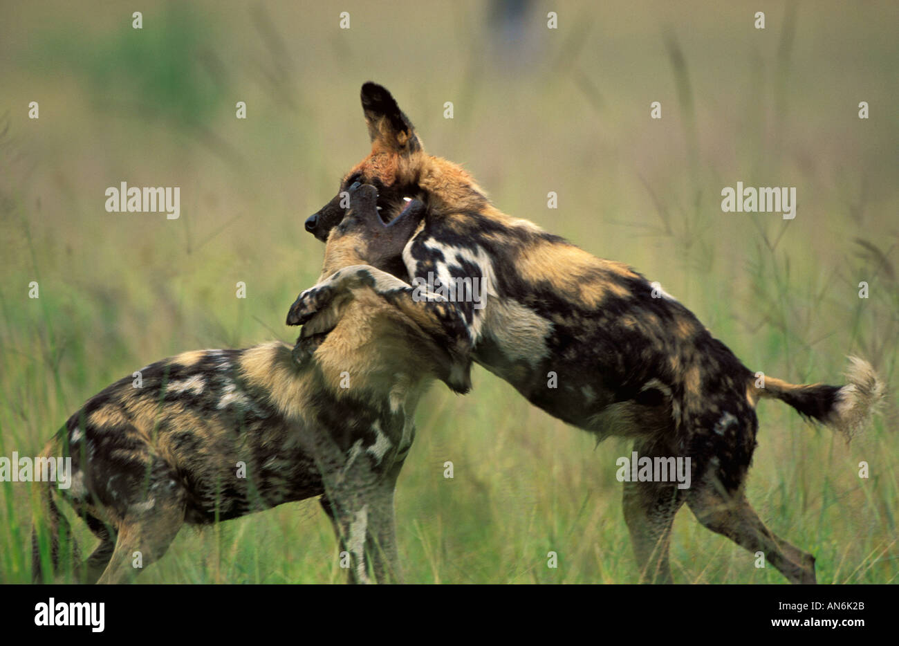 Hunting Dogs Lycaon pictus greeting Zimbabwe Africa Stock Photo - Alamy