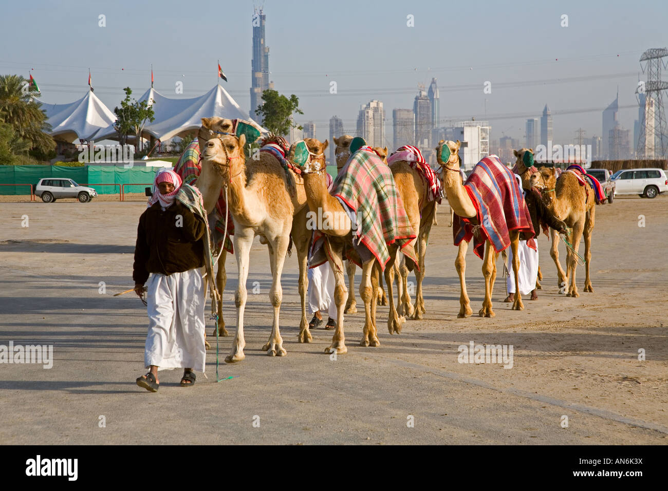 little camel caravan with guide in front of camel race track kleine ...