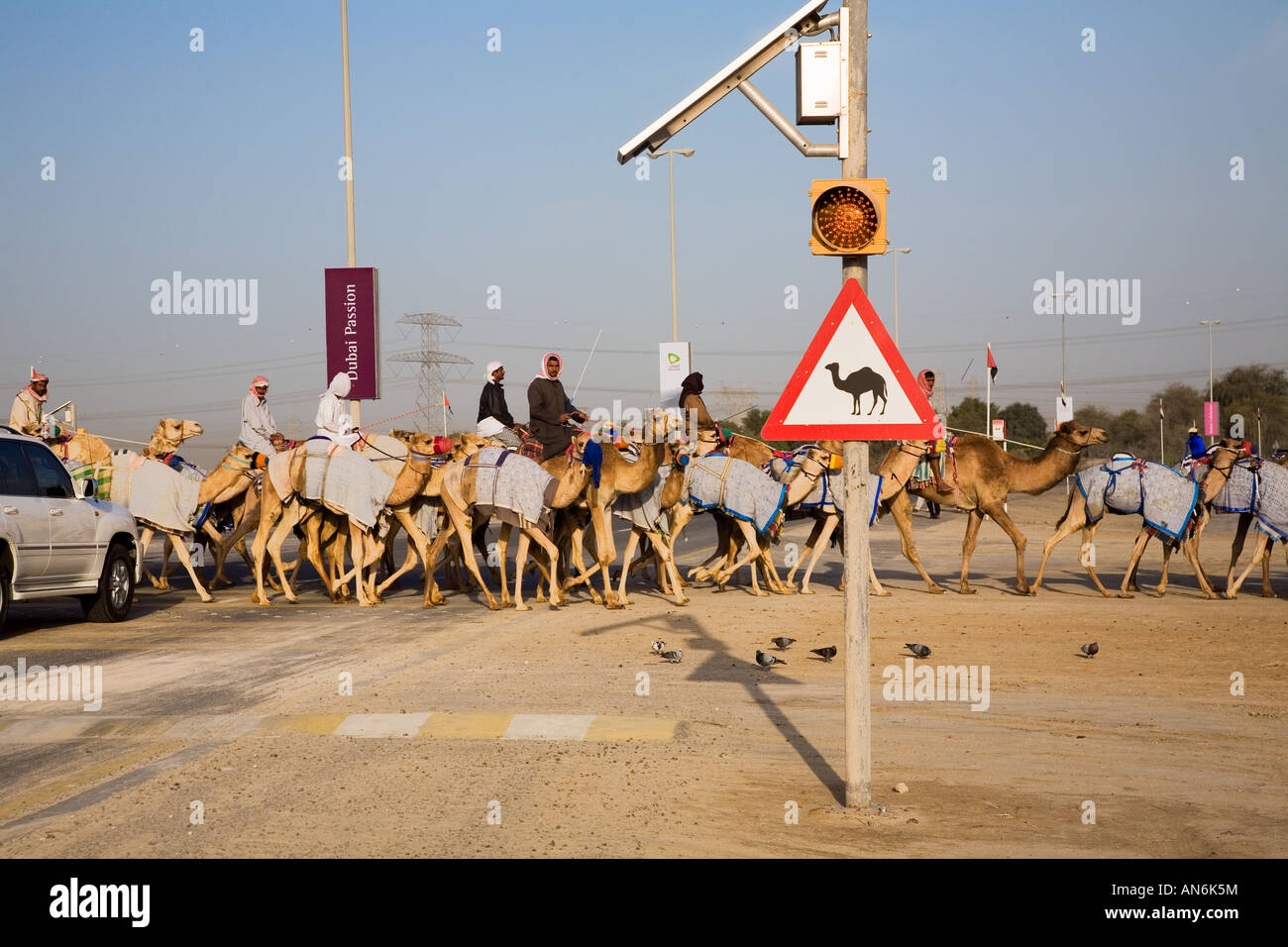 camel caravan crossing road with traffic sign Kamelkarawane ueberquert ...