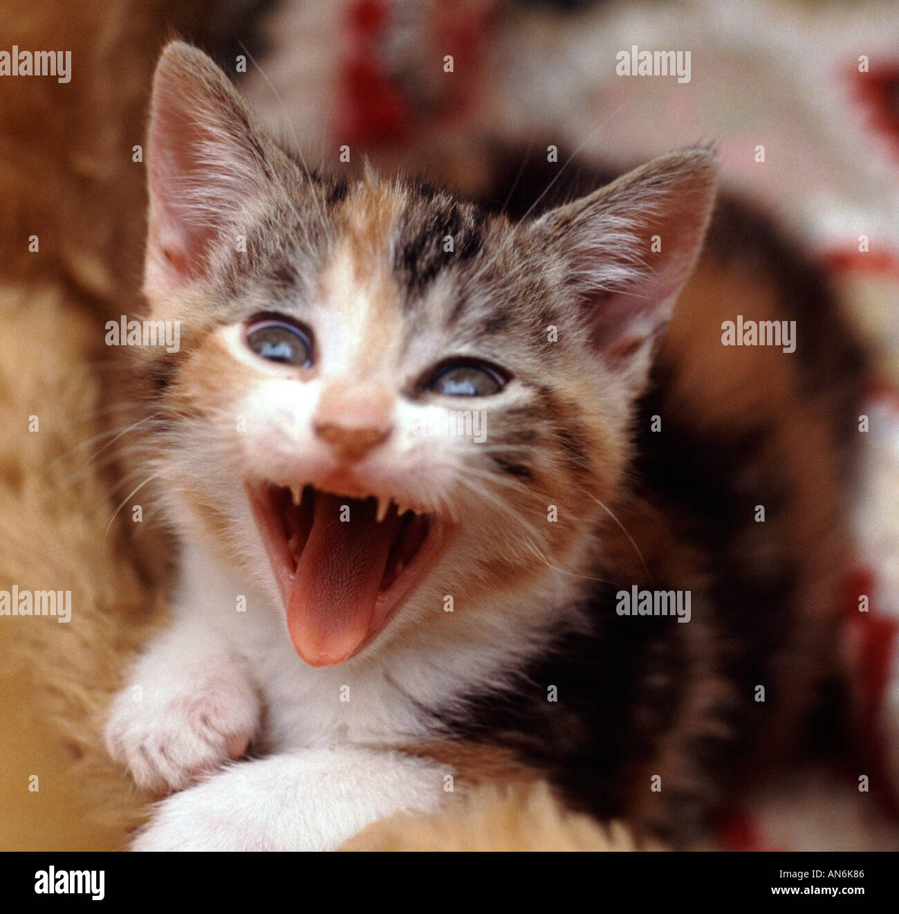 Distress cat hi-res stock photography and images - Alamy