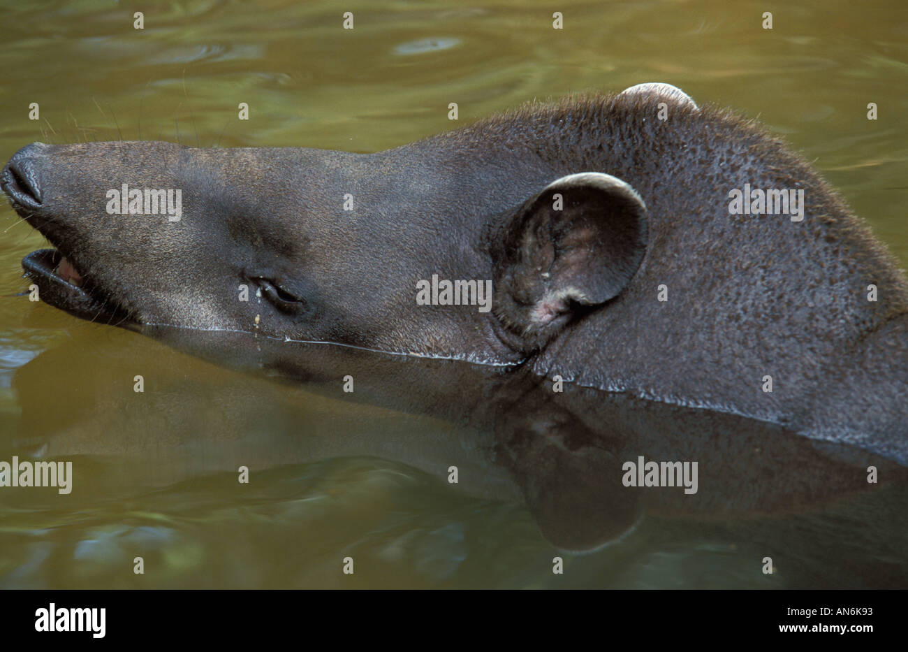 Endangered tapir hi-res stock photography and images - Alamy