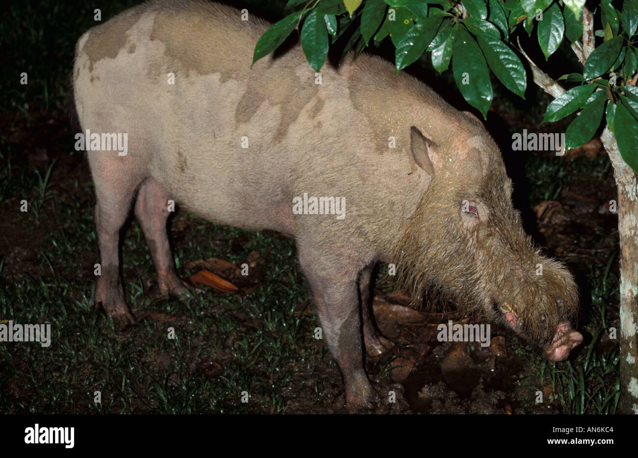 Bearded Forest Pig Sus barbatus Borneo Indonesia Stock Photo - Alamy