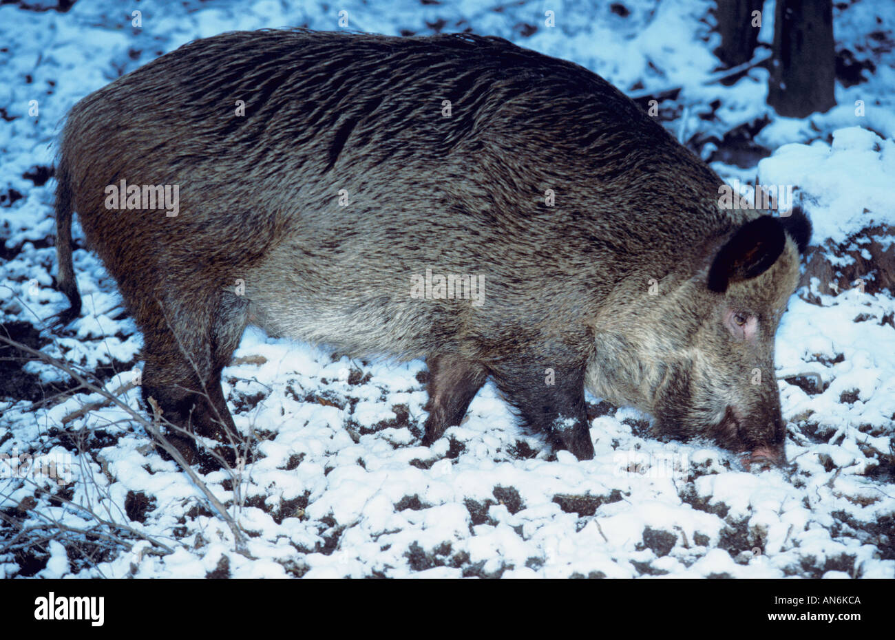 Wild Boar Sus scrofa in snow captive Blean Woods Europe Stock Photo - Alamy