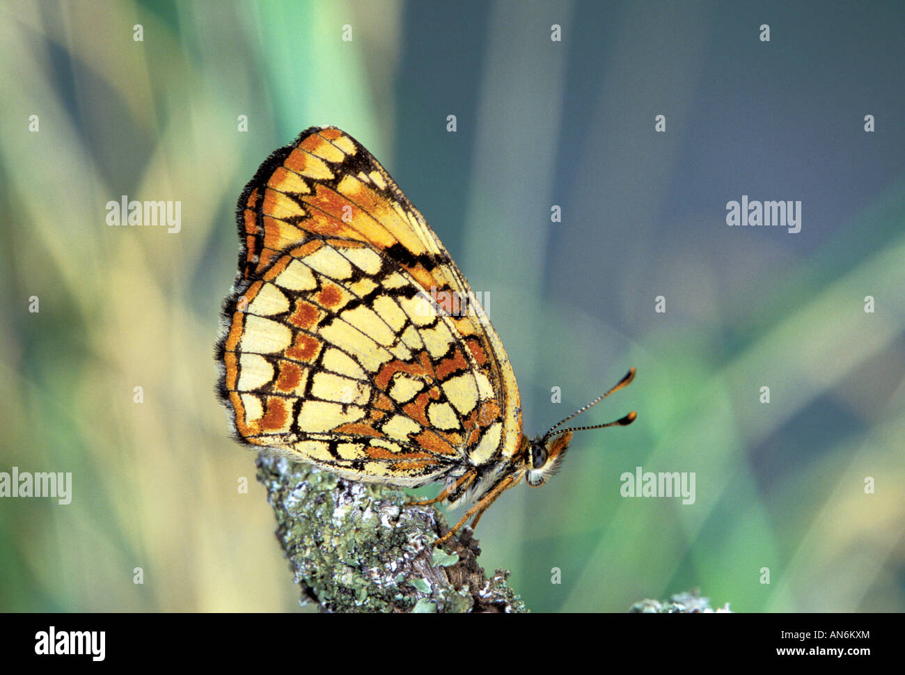 Hoffman's checkerspot hi-res stock photography and images - Alamy