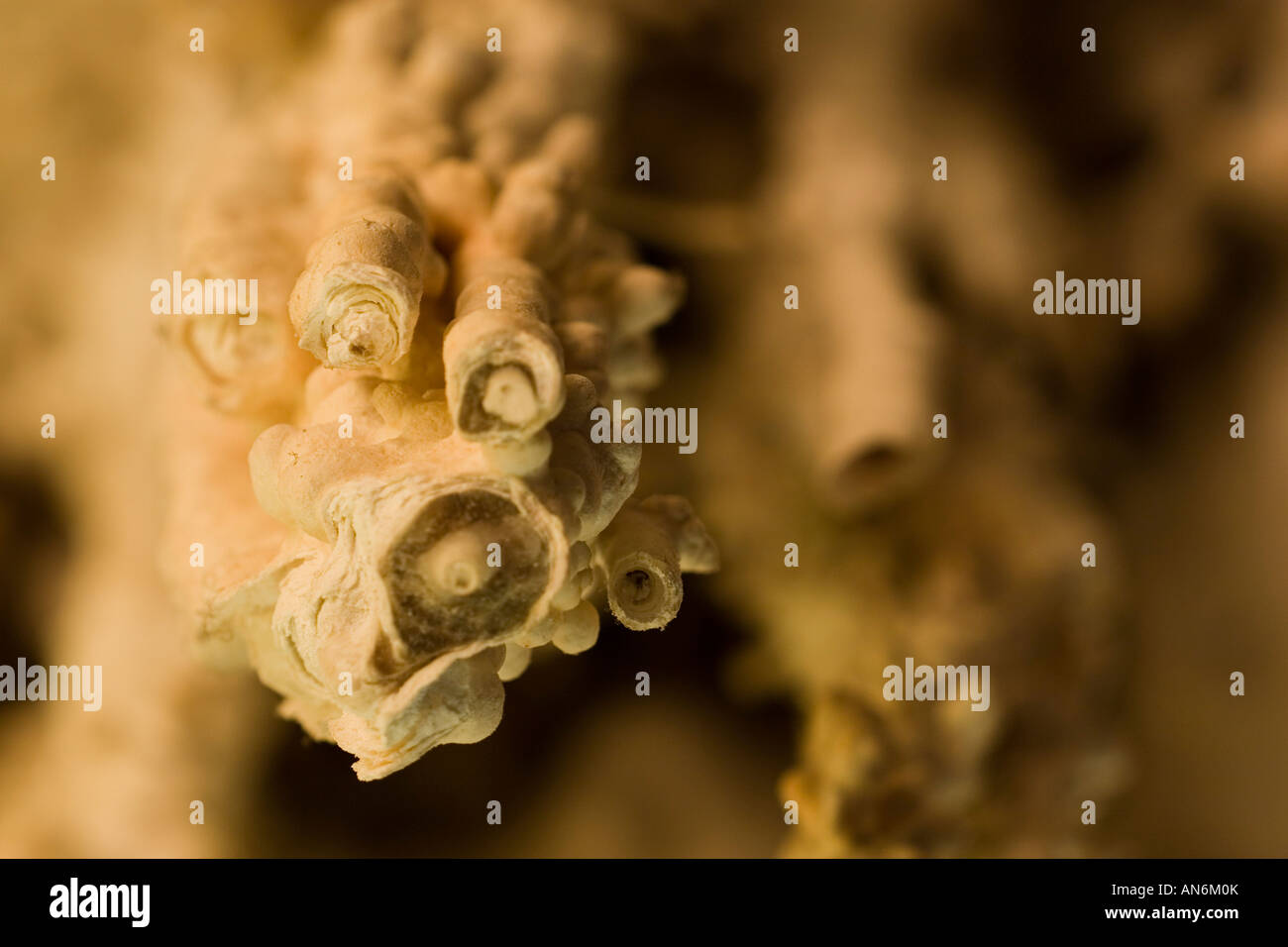 Israel the Soreq Stalactite Cave Nature Reserve also called Avshalom ...