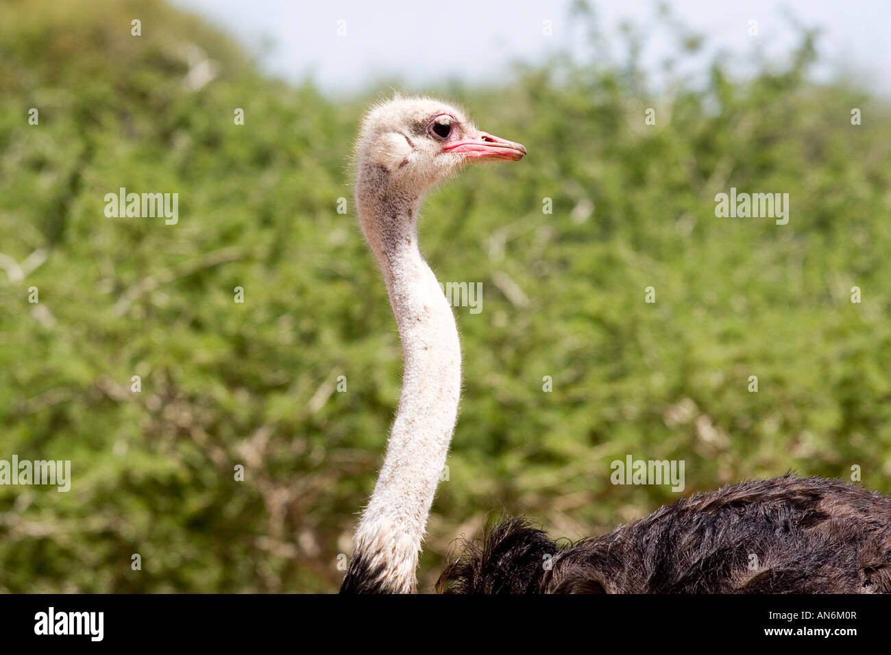 ostrich head close up Stock Photo - Alamy