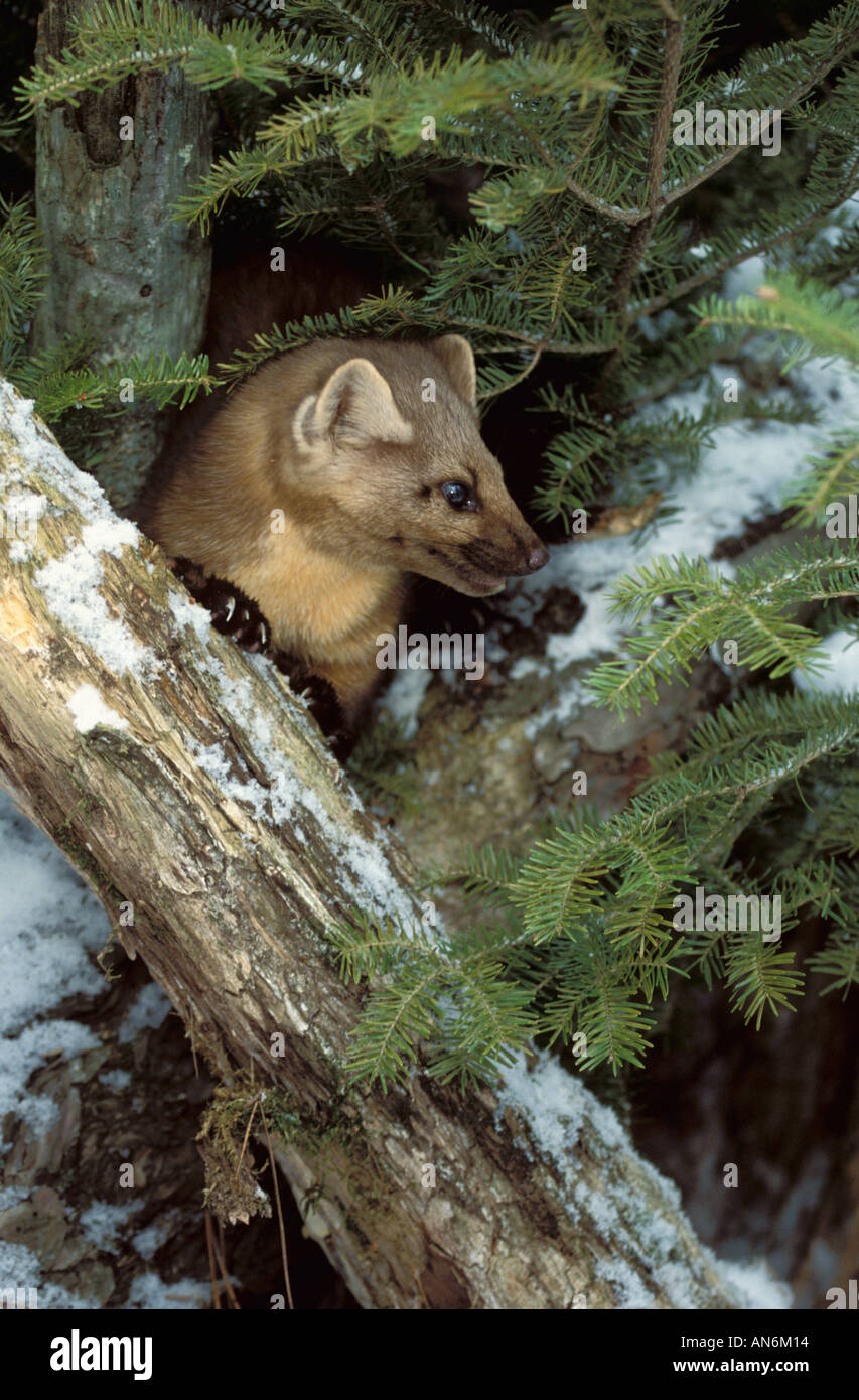 American Marten Martes americana Mustelid Australia Stock Photo - Alamy