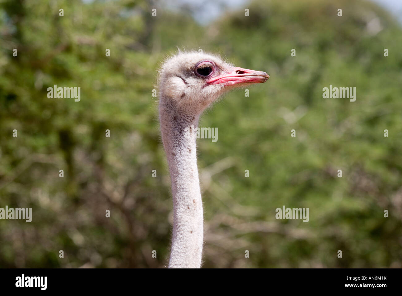 Ostrich life hi-res stock photography and images - Alamy