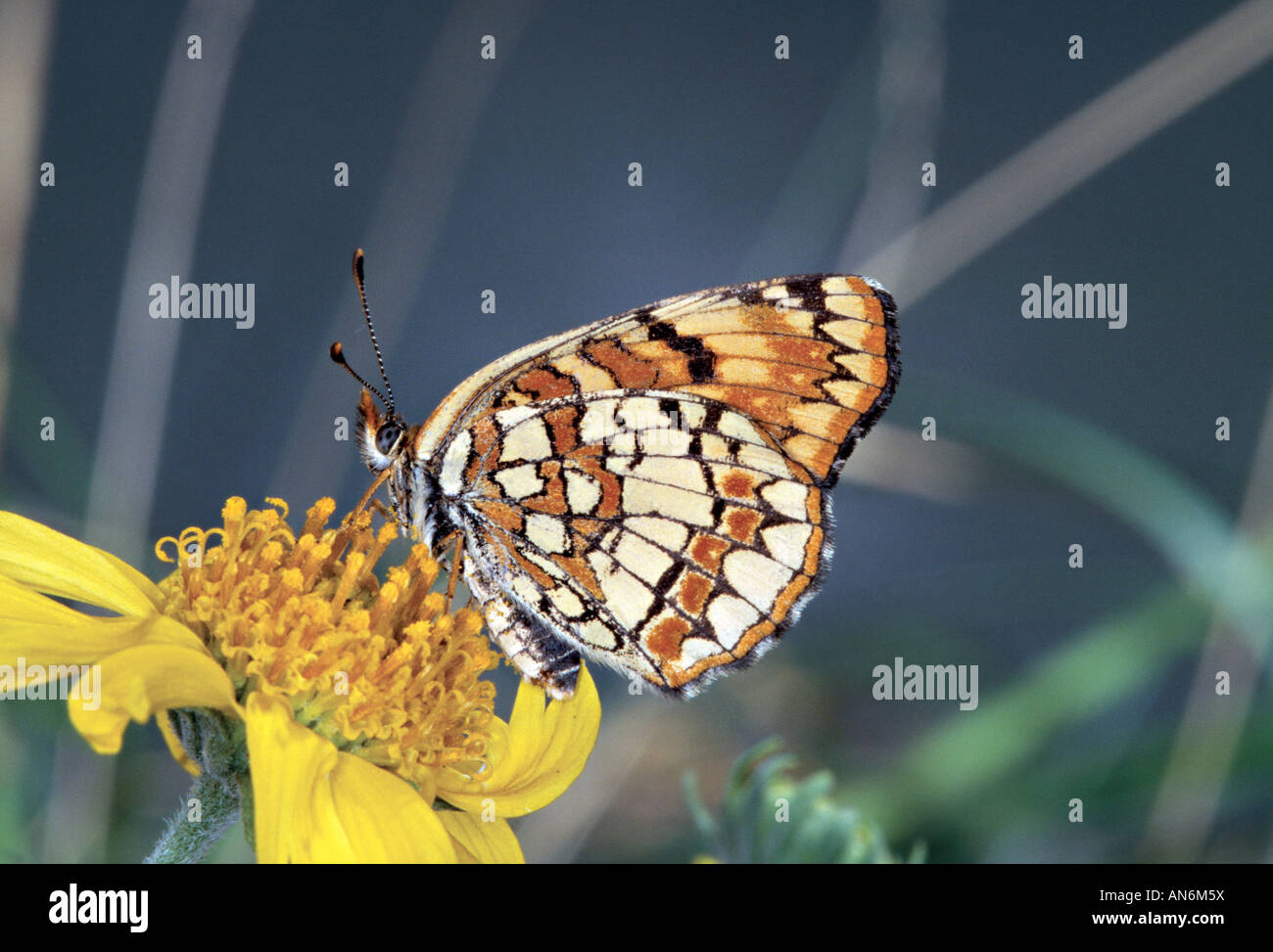 Hoffman's checkerspot hi-res stock photography and images - Alamy