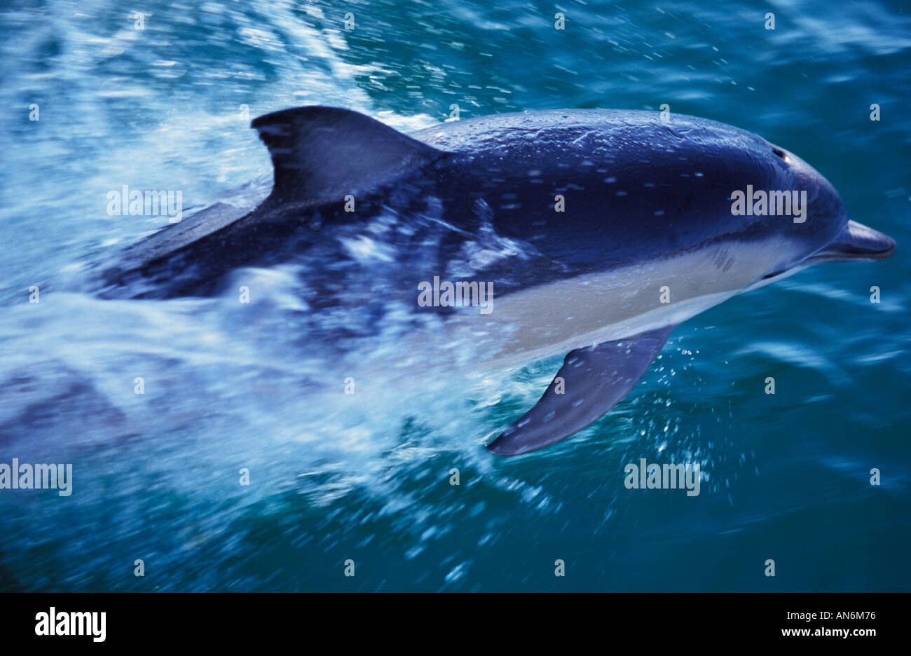 Common dolphin New Zealand Delphinus delphinus leaping through waves ...