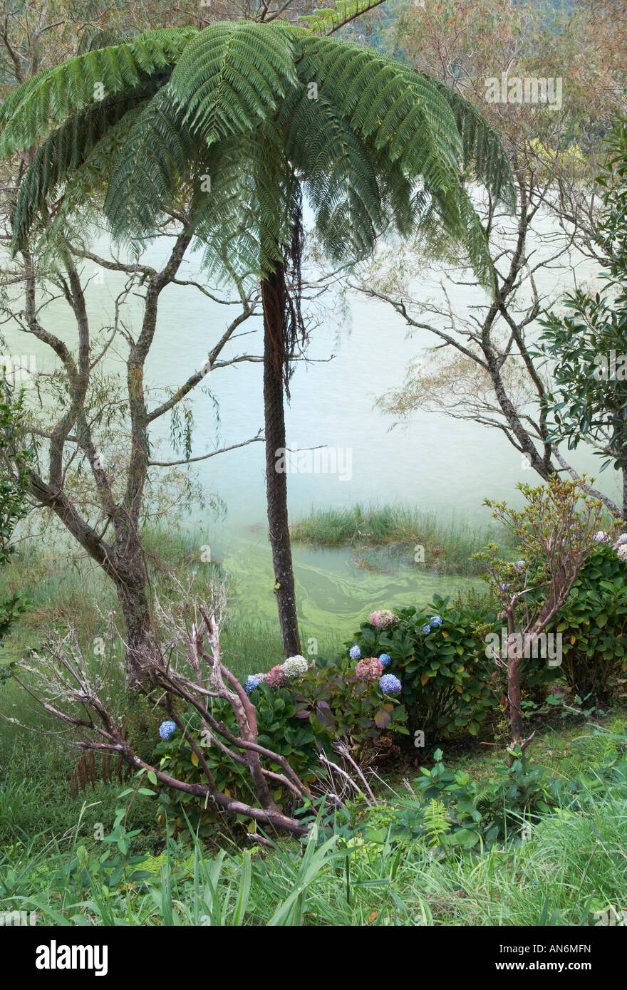 Tree fern on the banks of Furnas lake on Sao Miguel island in The ...