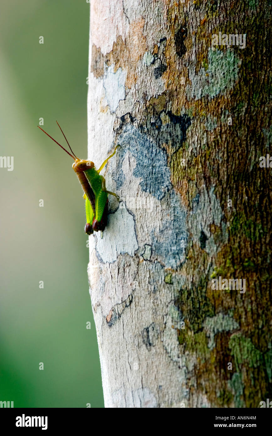 Solitary grasshopper on the trunk of a ( birch ) tree Stock Photo - Alamy