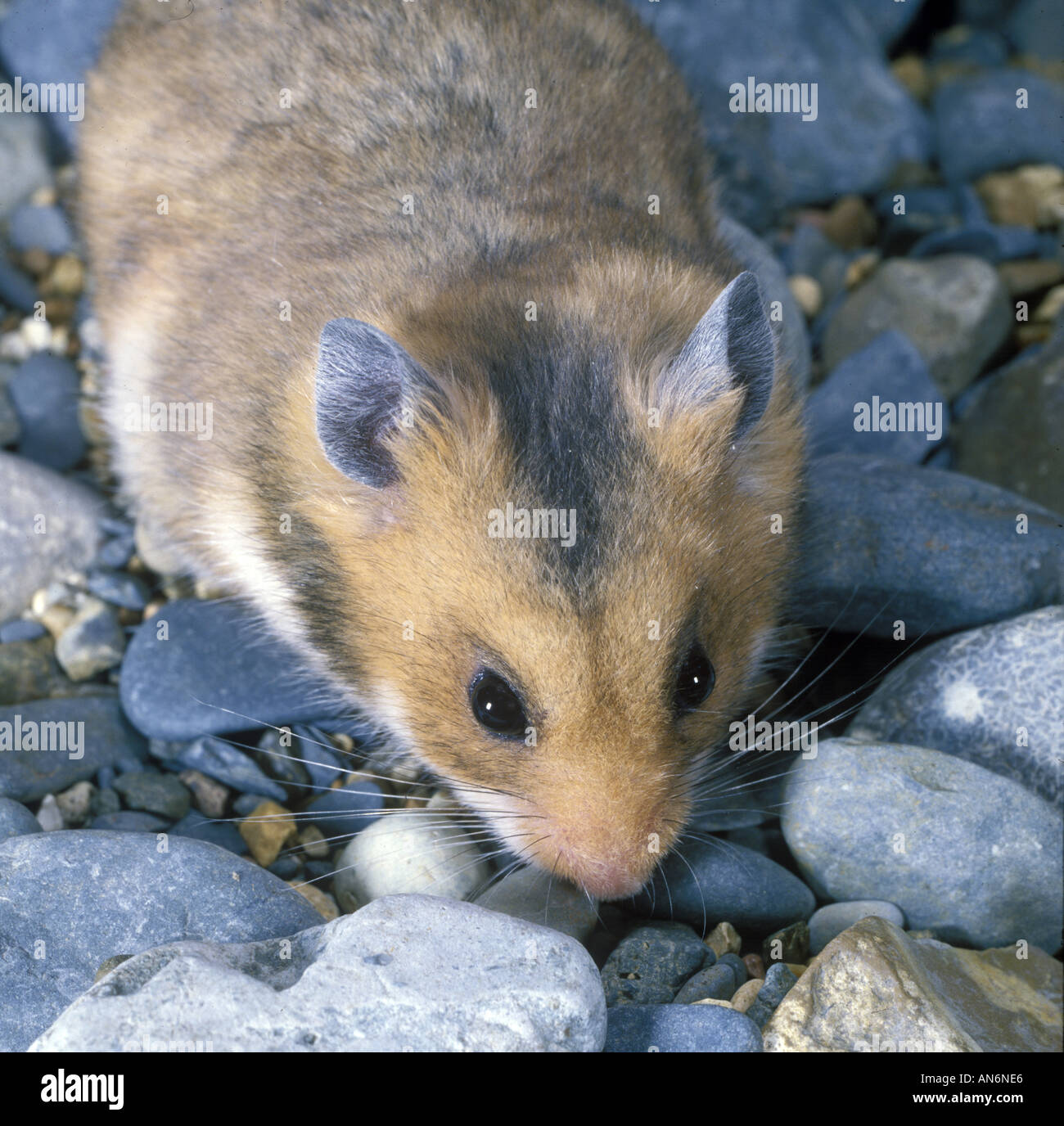 Golden Hamster Mesocricetus auratus Close up of head Stock Photo - Alamy