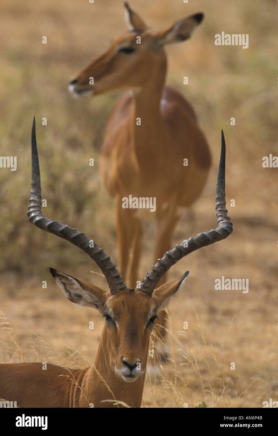 Male and female impalas hi-res stock photography and images - Alamy